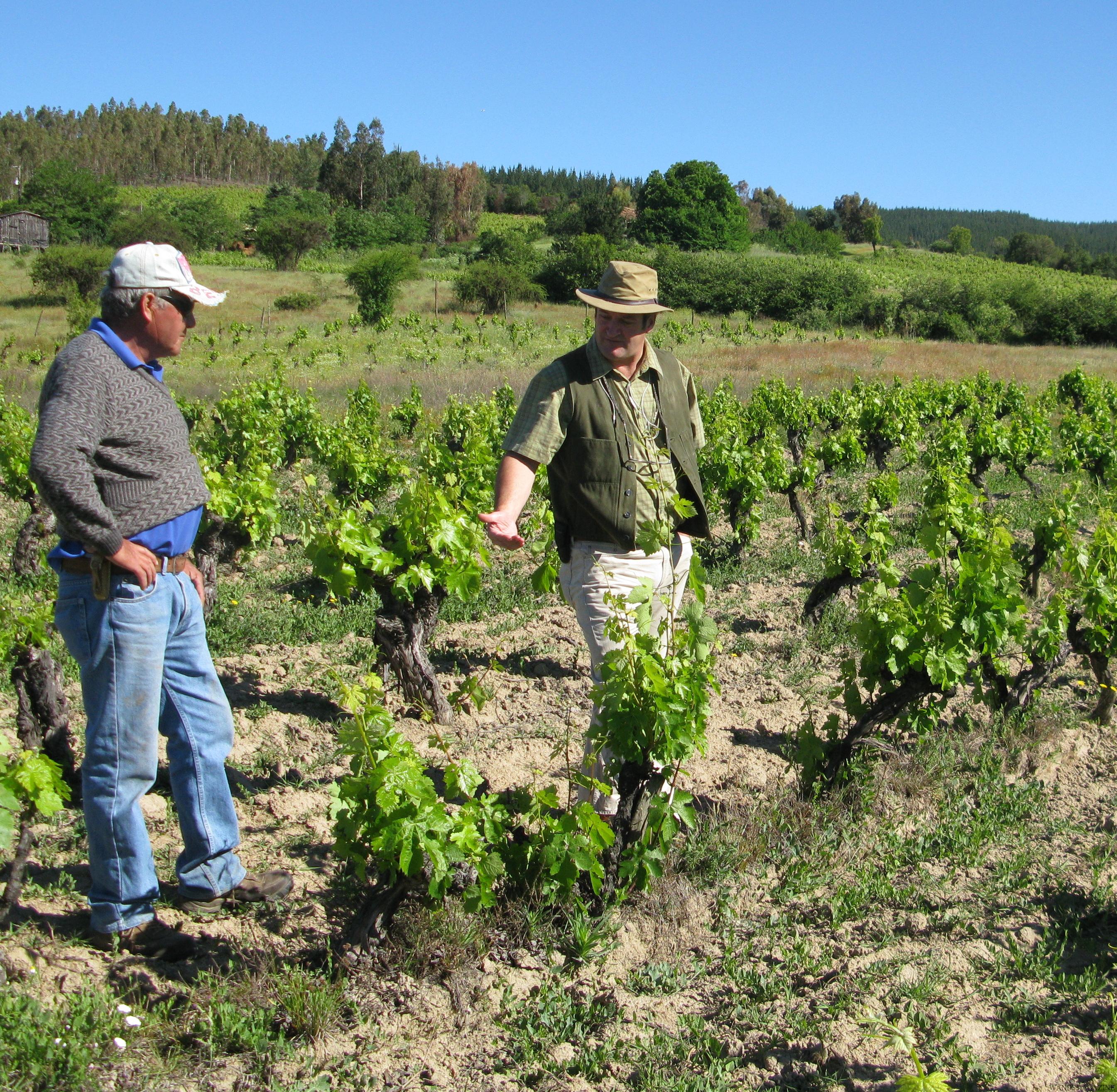 エラスモに間借りして造るガラージュワインのVIGNO